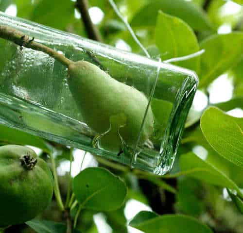 Alcool De Poire Maison | Ventana Blog