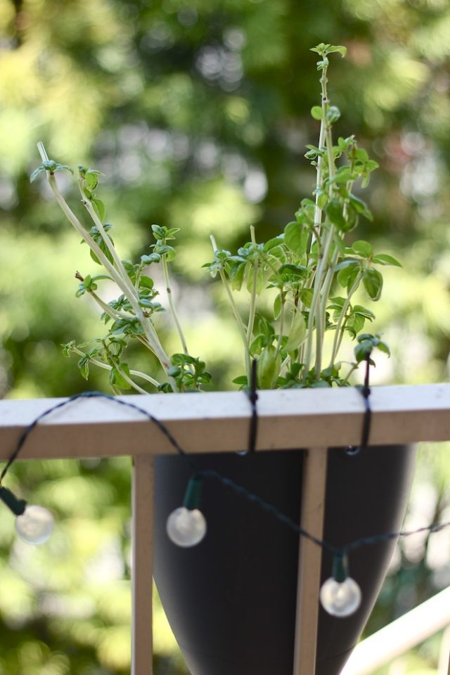 Basilic : plantation, entretien et récolte